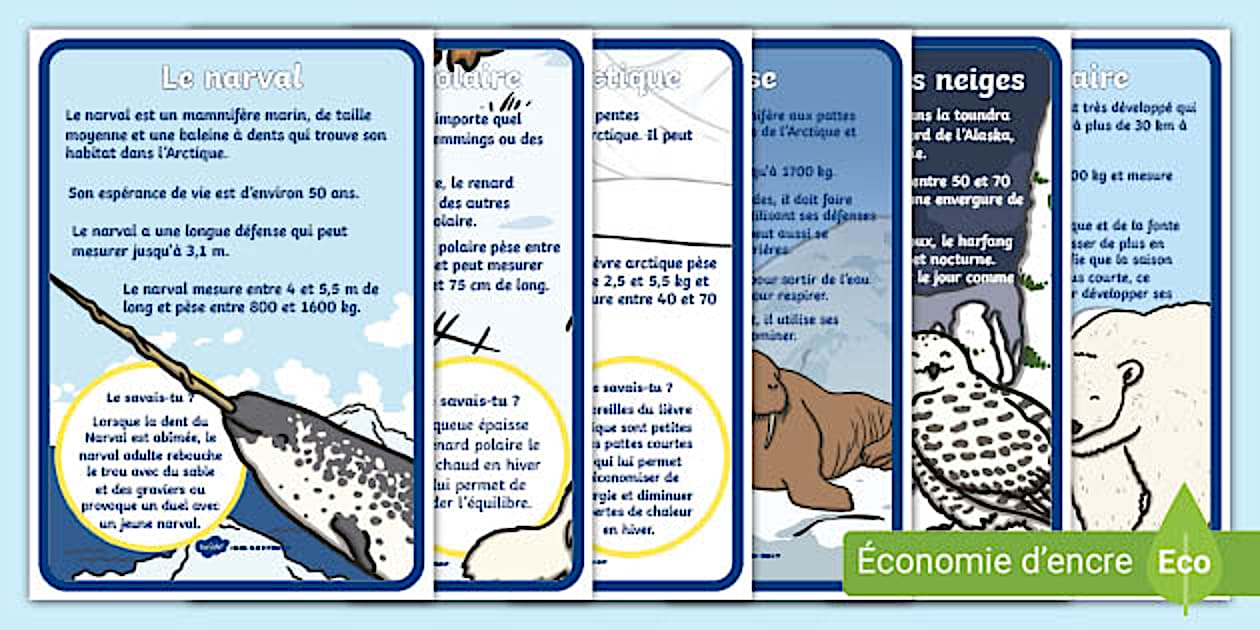Posters d'informations : Les animaux de l'Arctique - Twinkl