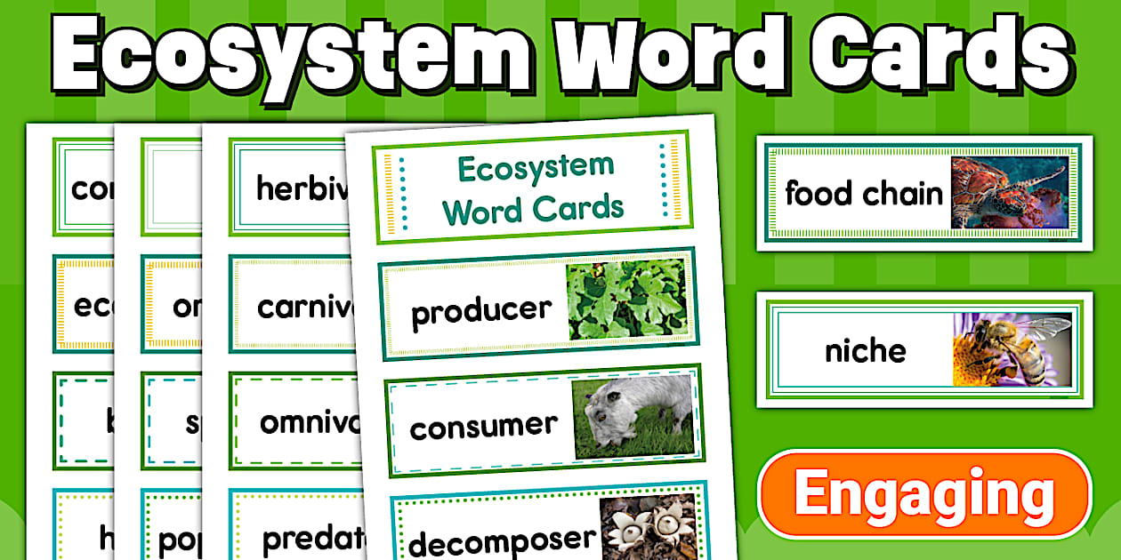 Ecosystem Word Cards