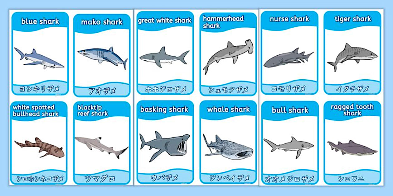 サメの名前 英語と日本語カード Sharks Flashcards Japanese and English