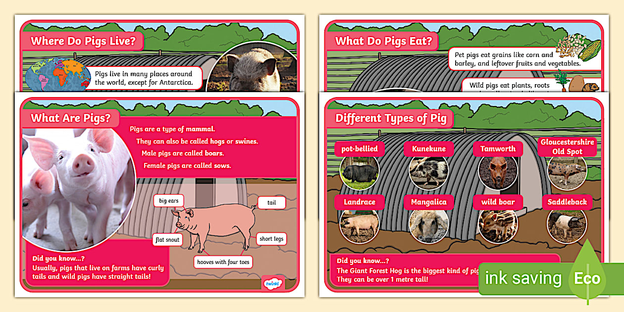 EYFS All About Pigs Fact Files | Twinkl - Twinkl