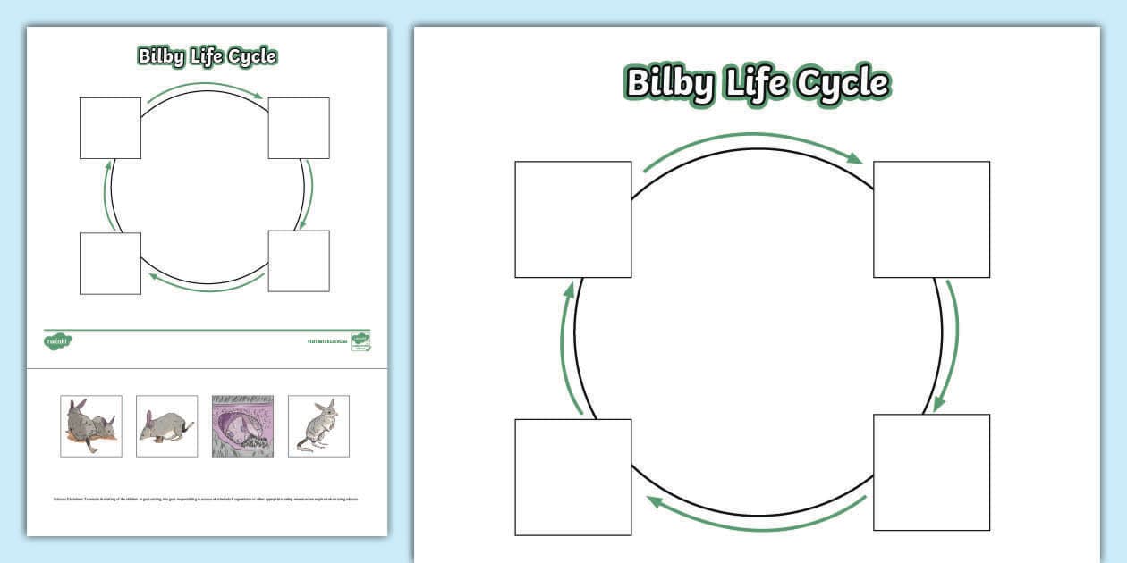 Life Cycle of a Bilby Worksheet (teacher made) - Twinkl