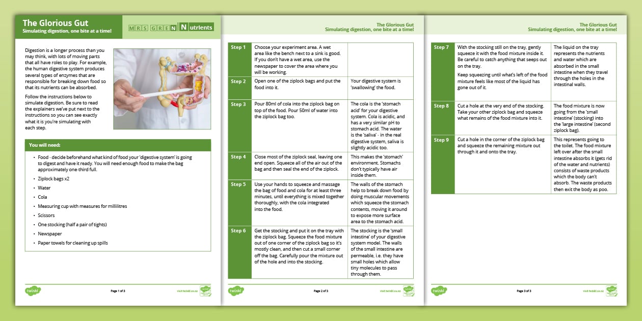 Year 5-8 Life Processes - Absorption Experiment - Twinkl