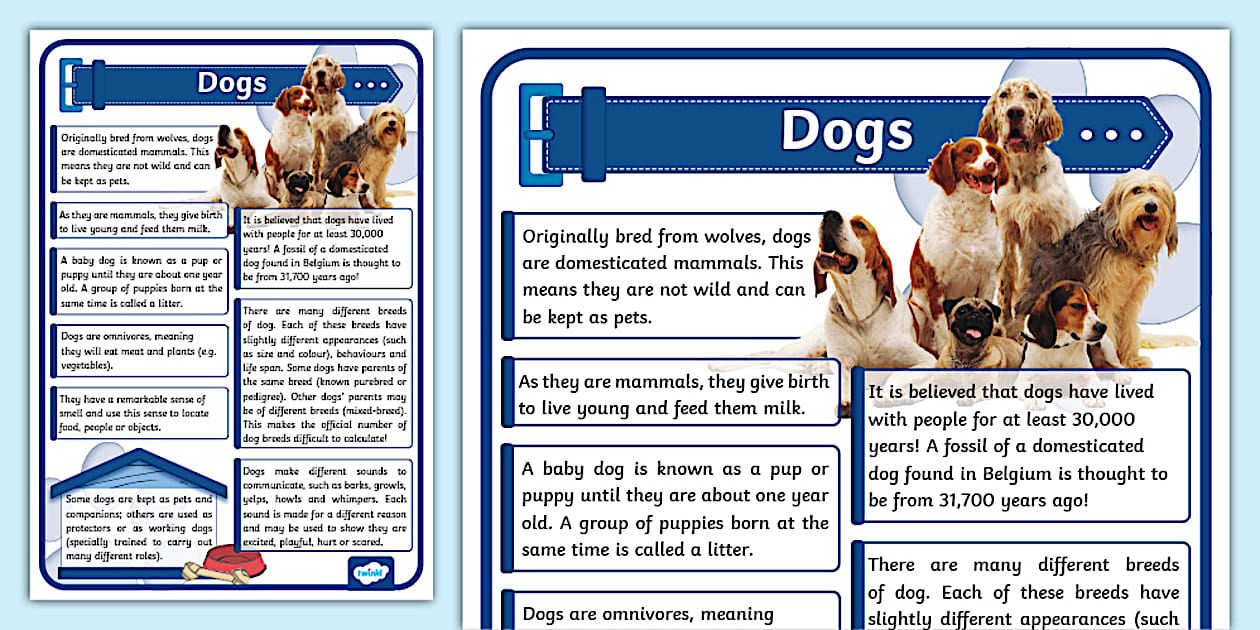 All About Dogs Information Poster (teacher made) - Twinkl