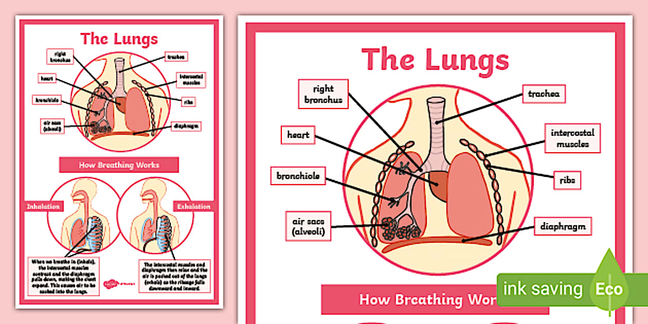 Respiratory System Labelled Diagram Display Poster | Twinkl