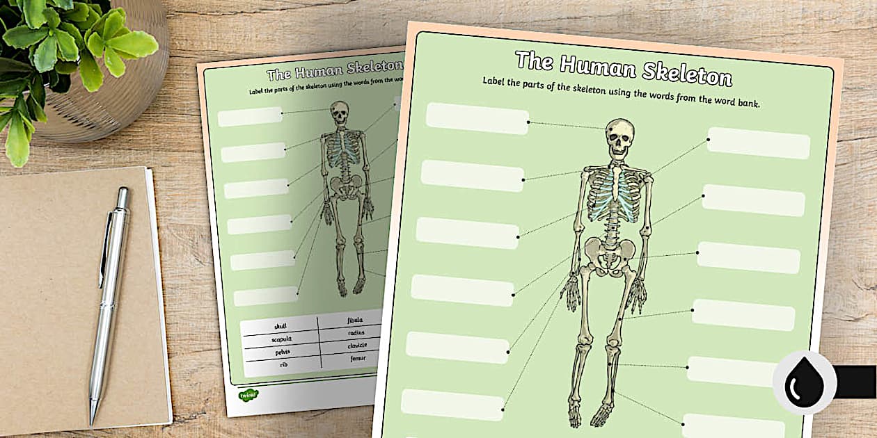Label the Human Skeleton Worksheet | Twinkl CA - Twinkl