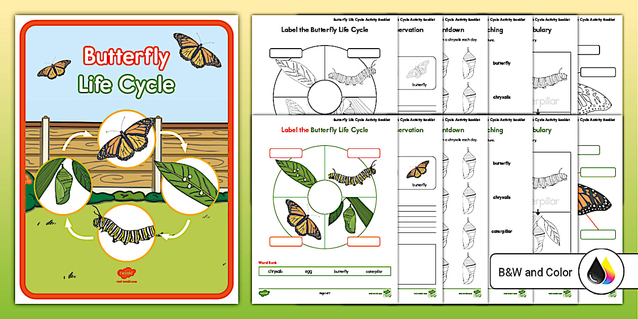 Life Cycle of a Butterfly Worksheets for Kids | Twinkl USA