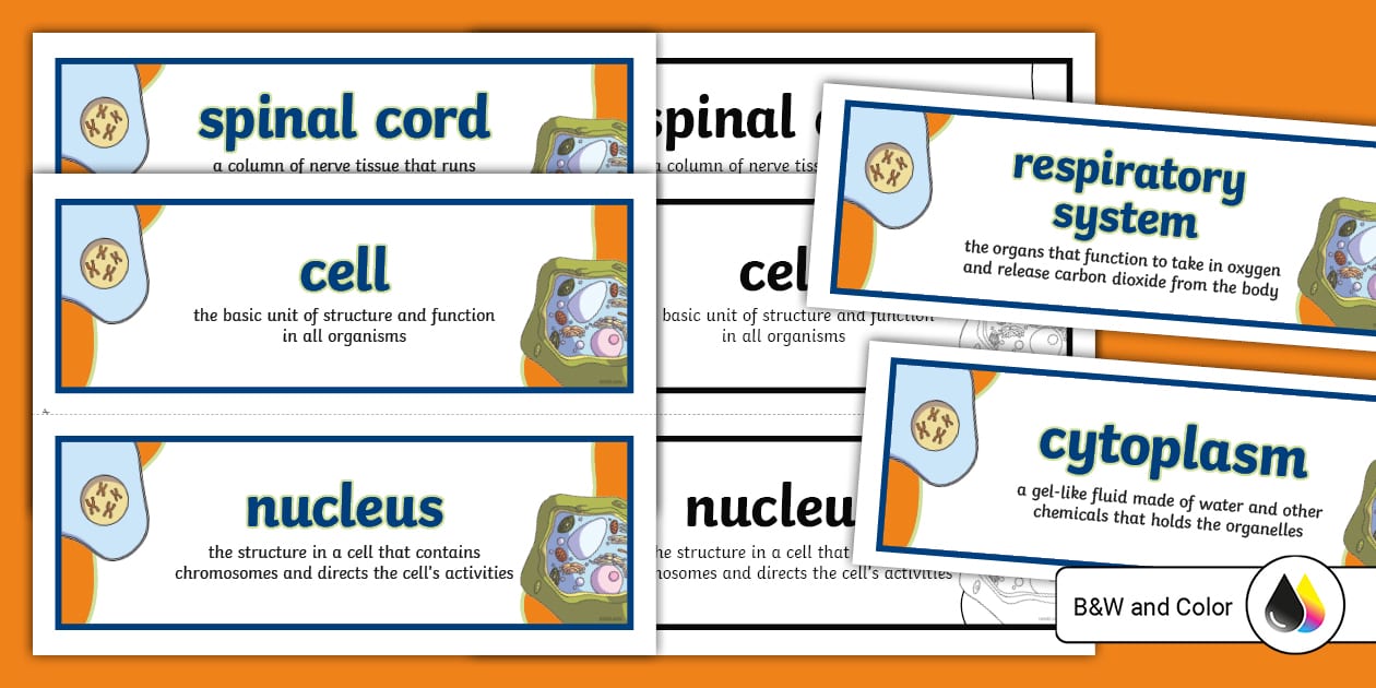 Sixth Grade Cells to Organisms Word Wall Cards - Twinkl