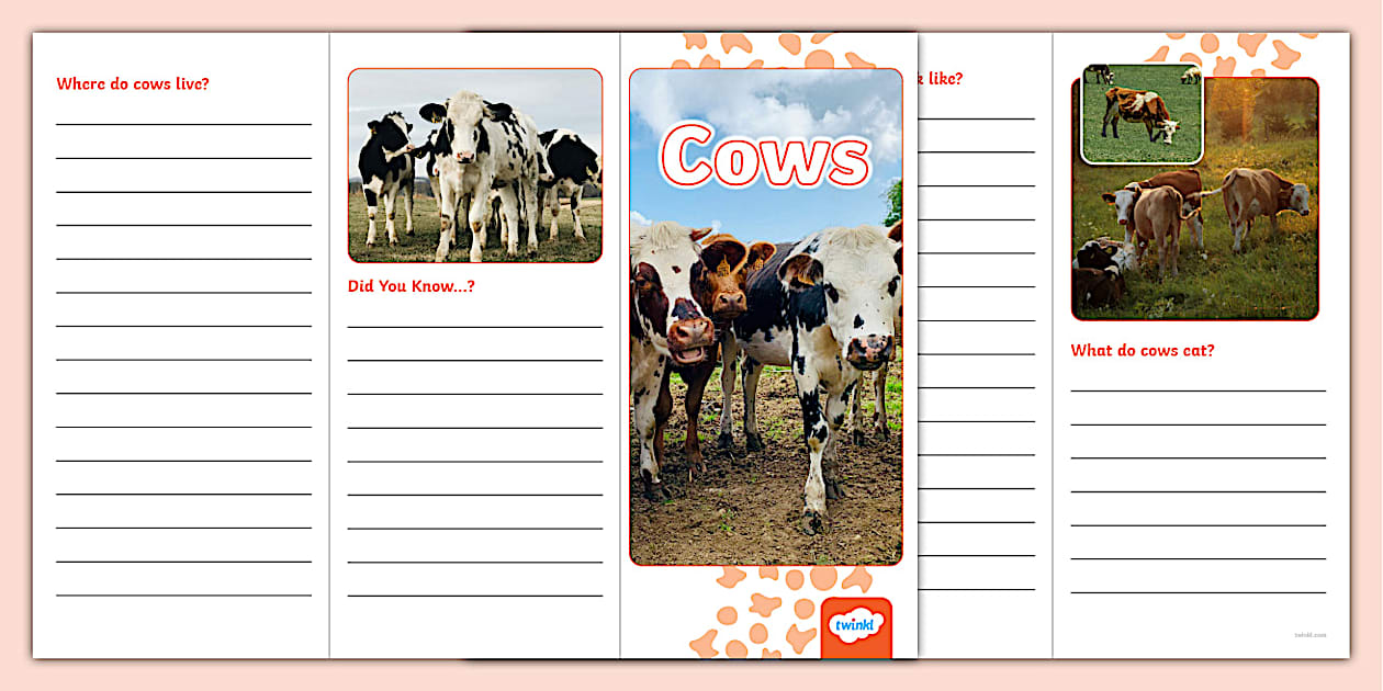 Cows Leaflet Template (teacher made) - Twinkl