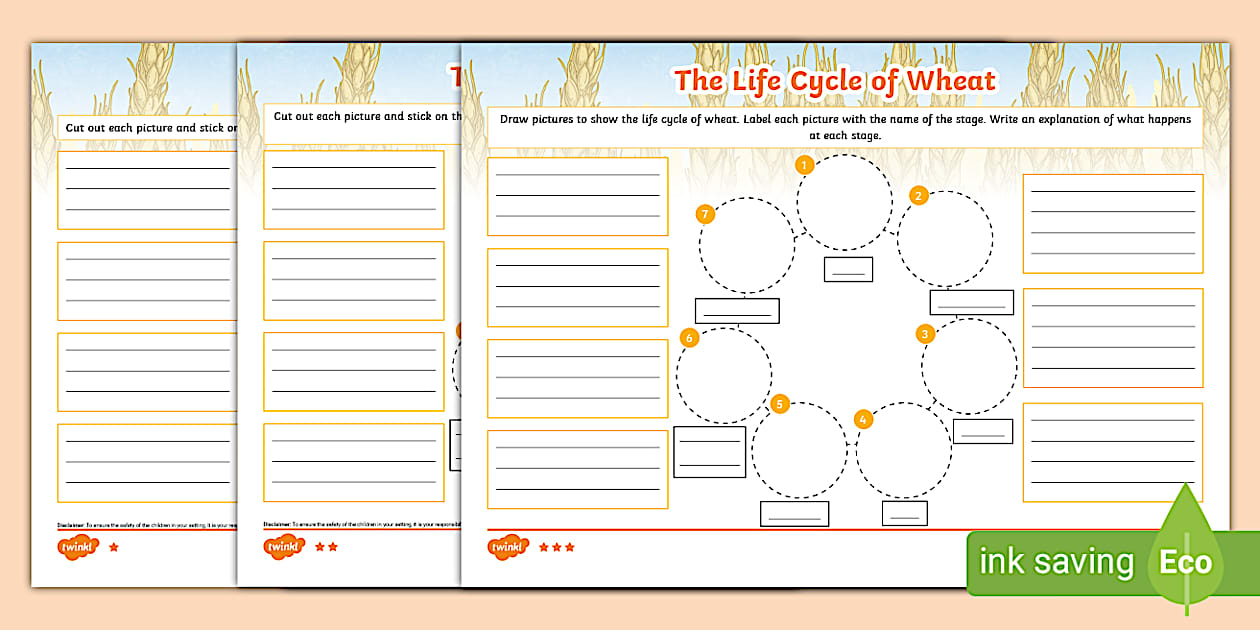 The Life Cycle of Wheat Activity - Science - KS2 - Twinkl