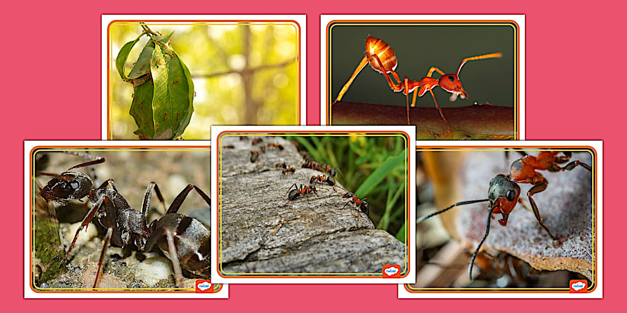 Ant Photos (teacher made) - Twinkl