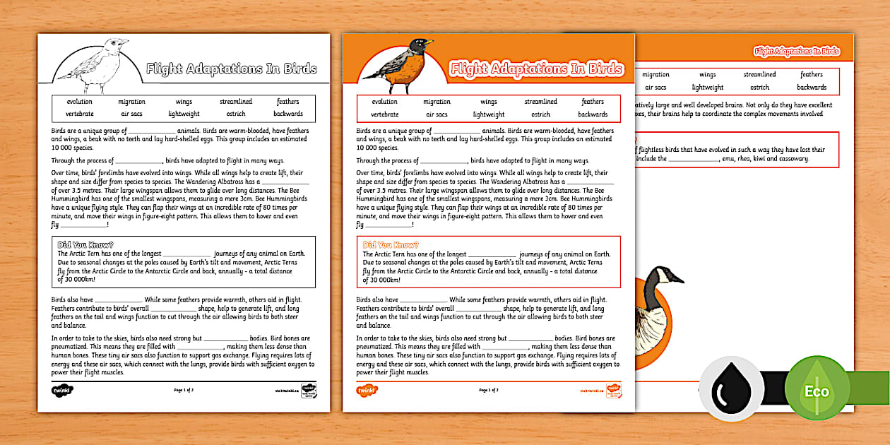 Flight Adaptations In Birds Cloze Activity (teacher made)