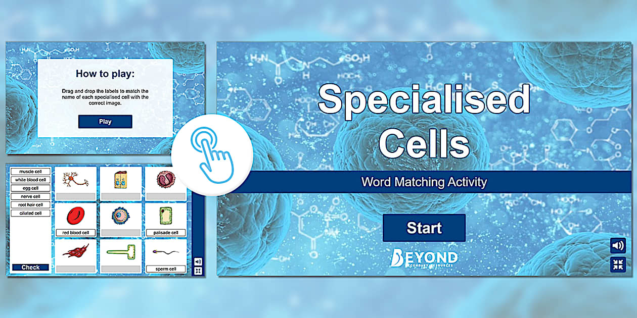 Specialised Cells Word Matching Activity | KS3 Biology
