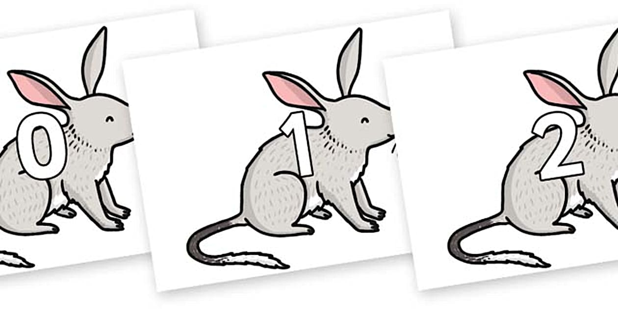 Numbers 0-31 on Bilby (teacher made) - Twinkl