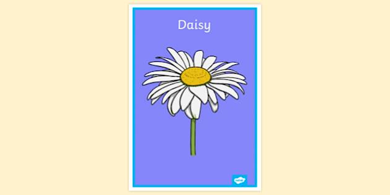 Daisy Poster | Display Poster | Nature | Flowers | Twinkl