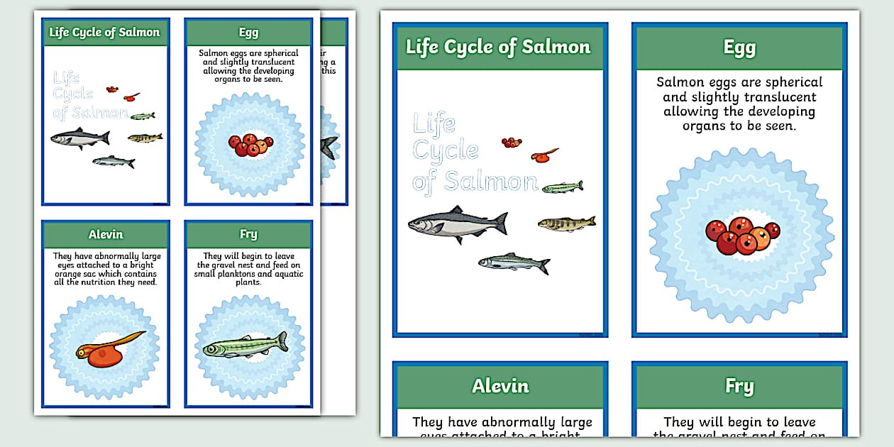 Salmon Life Cycle Sequencing Cards (teacher made) - Twinkl