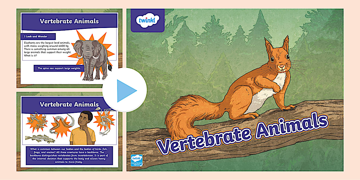 Vertebrate Animals PowerPoint (Teacher-Made) - Twinkl