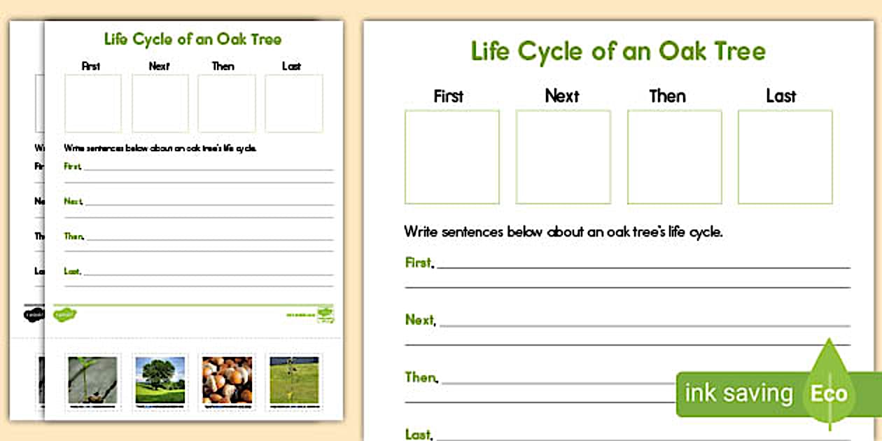 Oak Tree Writing Worksheet | Life Cycle of an Oak | Twinkl