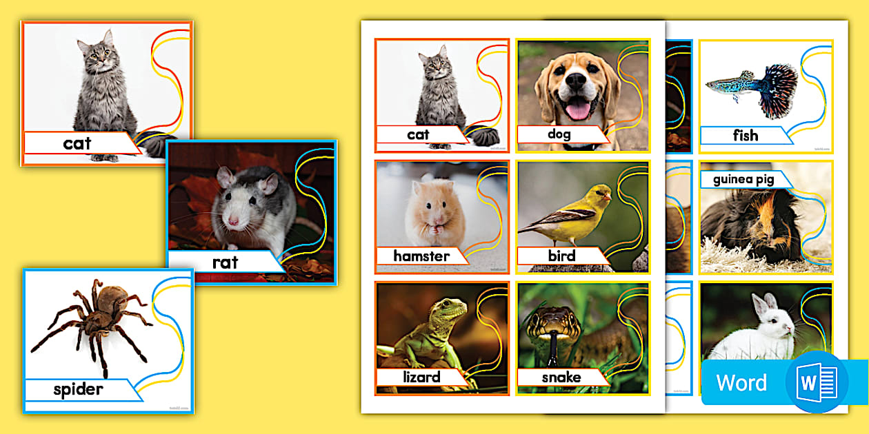 Pets Photo Flash Cards (Teacher-Made) - Twinkl