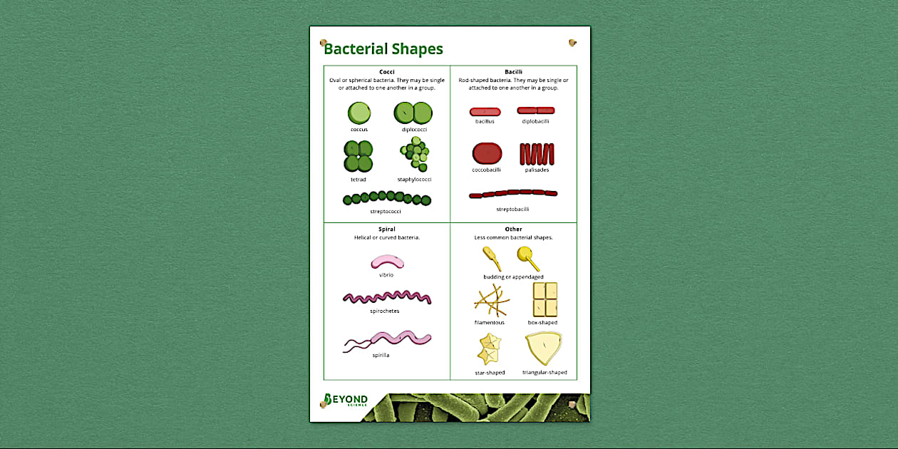 Bacteria Shapes Poster | Biology | Beyond Science - Twinkl