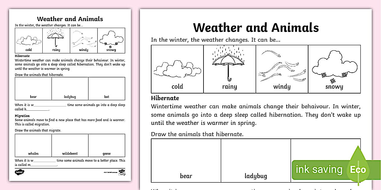 Weather and Animals Worksheet - Twinkl