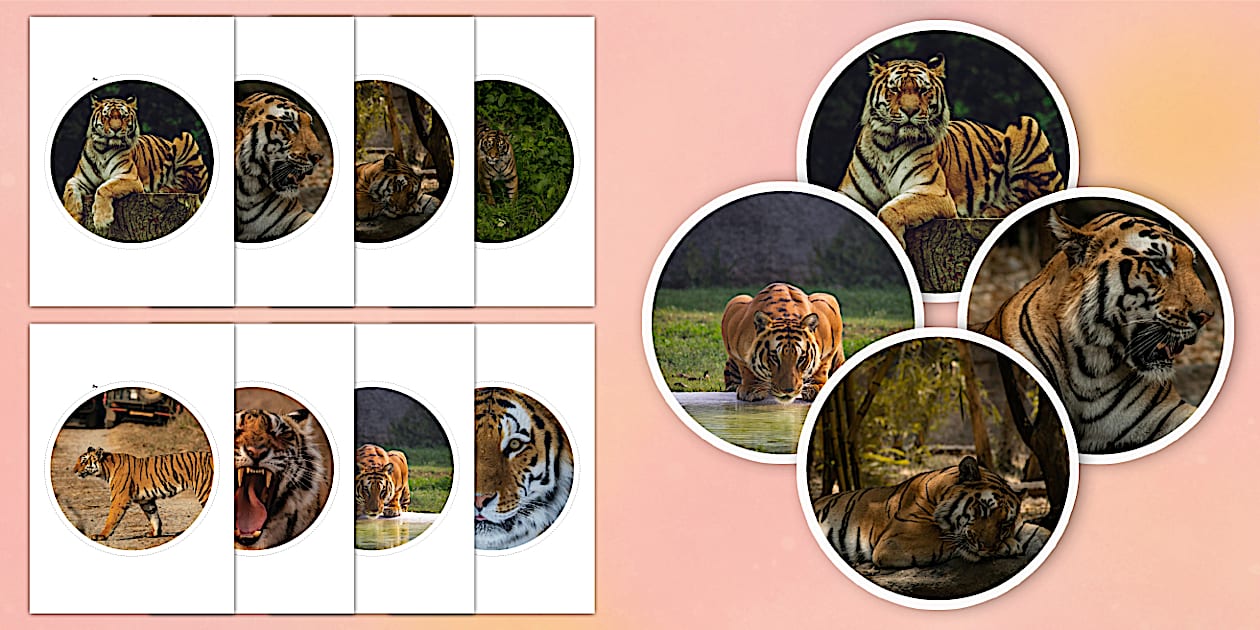 Tigers Circle Display Photo Cut-Outs (Teacher-Made) - Twinkl