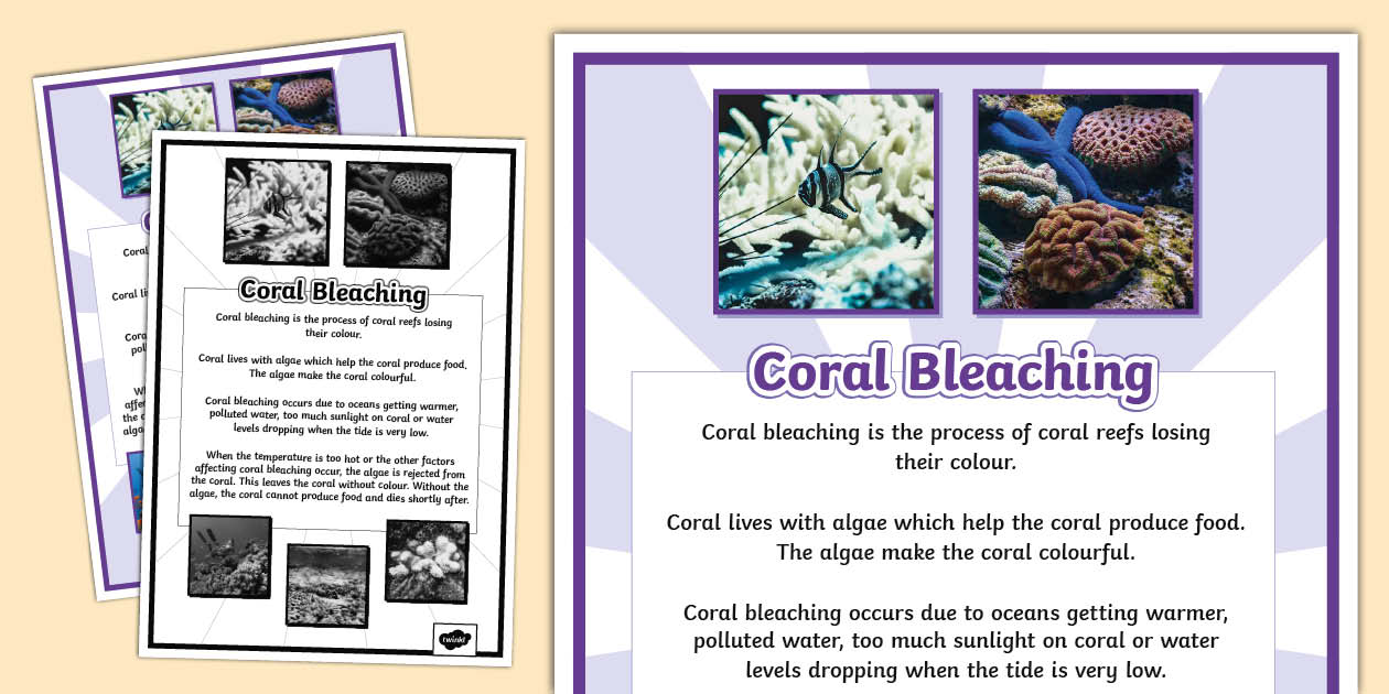 Coral Bleaching Photo Display Poster (teacher made) - Twinkl