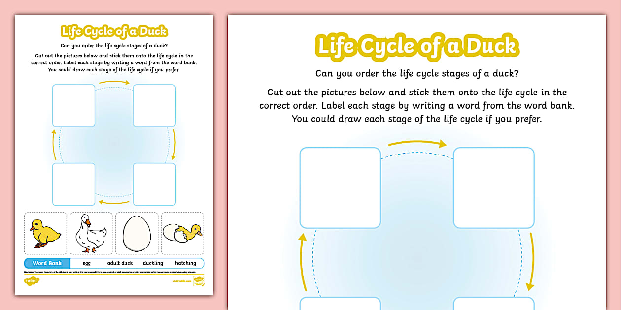 Life Cycle of a Duck Activity Sheet - Science - KS1 - Twinkl