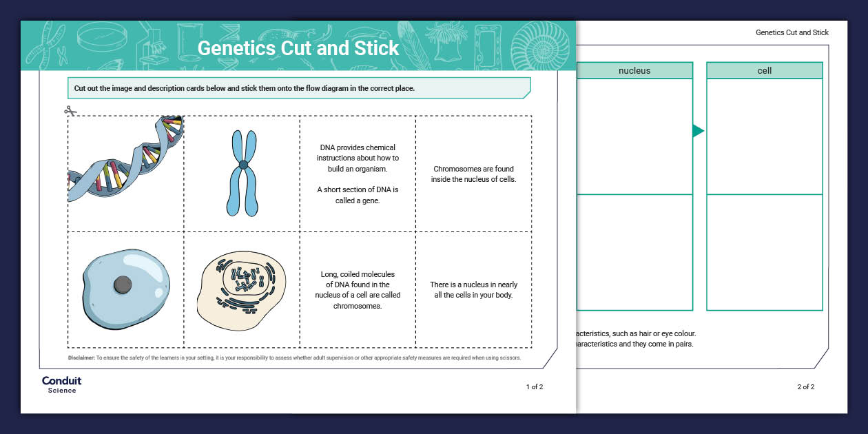 Genetics: Cut and Stick Activity Sheet (teacher made)