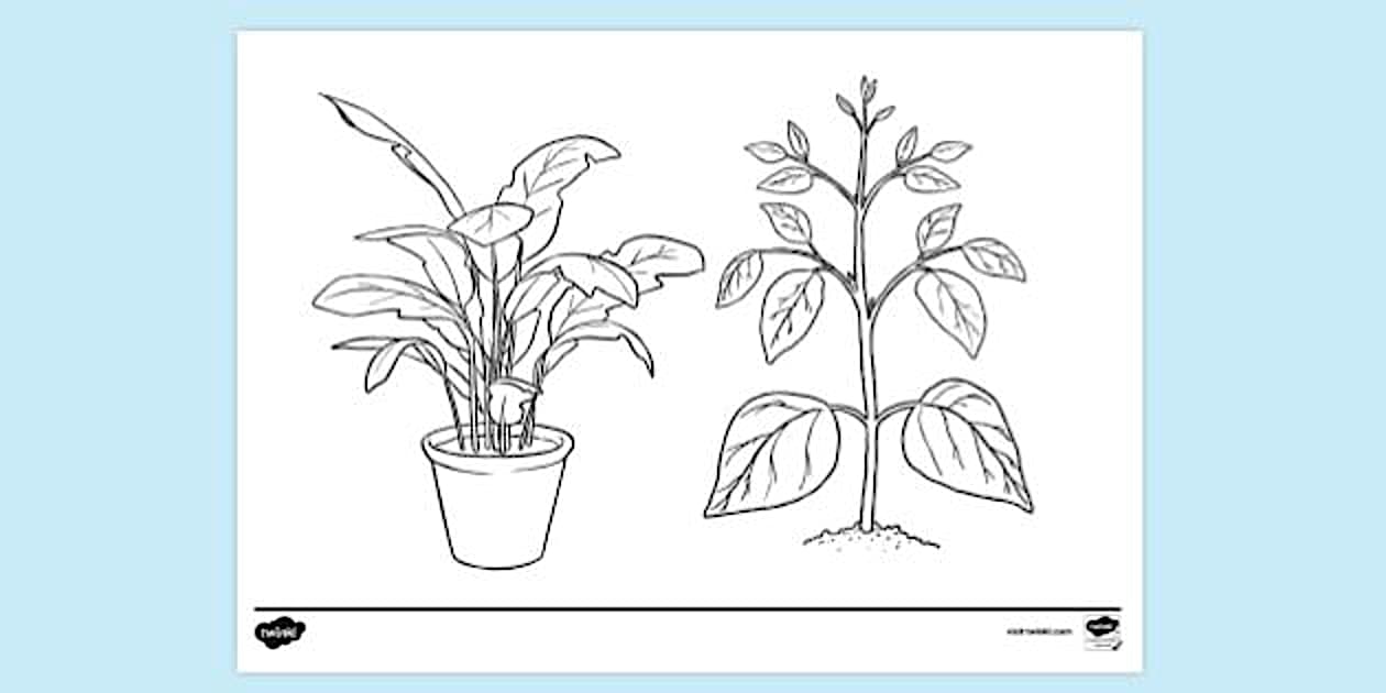 Plant Colouring Page (teacher made) - Twinkl