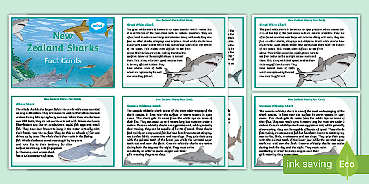 New Zealand Sharks Fact Cards (teacher made) - Twinkl