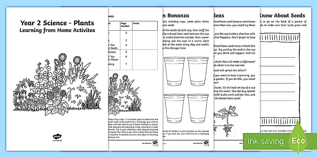 Year 2 Science – Growing Plants Activity Booklet - Twinkl