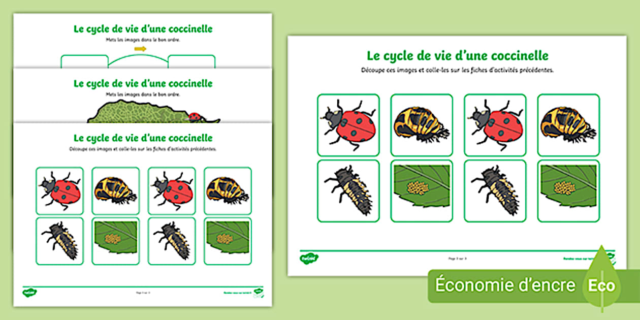 Fiches d'activités : Cycle de vie d'une coccinelle - Twinkl