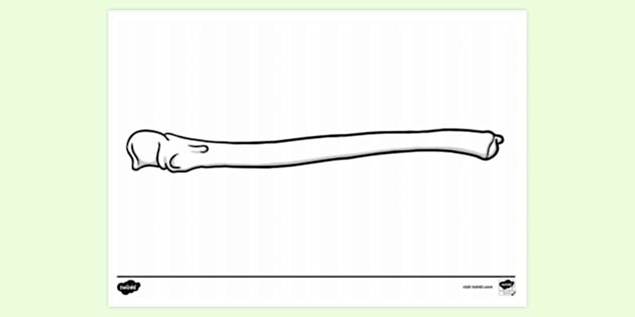 Ulna Colouring | Colouring Sheets