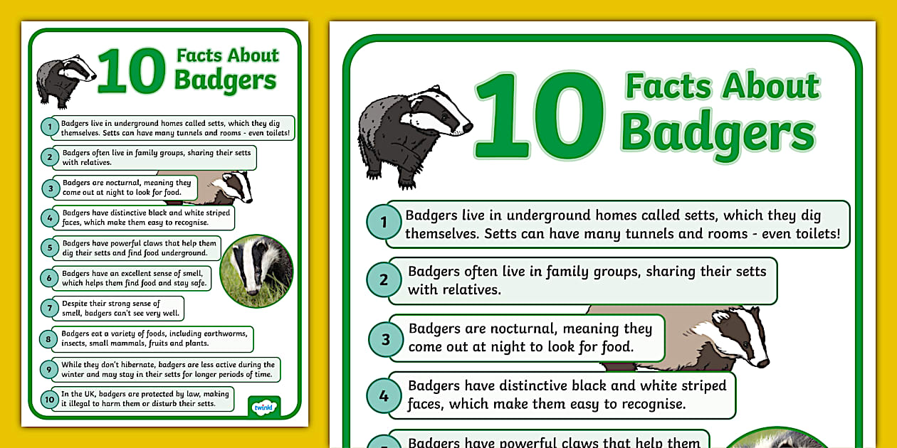 10 Facts About Badgers Display Poster (teacher made)