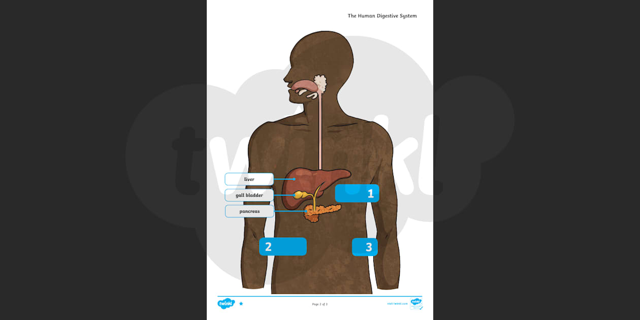 pancreas function ks2