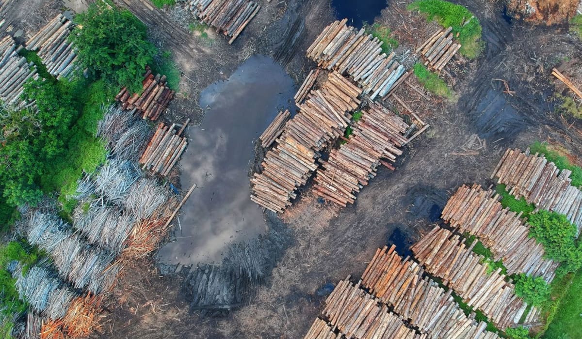 Record High Deforestation in Brazilian Amazon - Twinkl NewsRoom