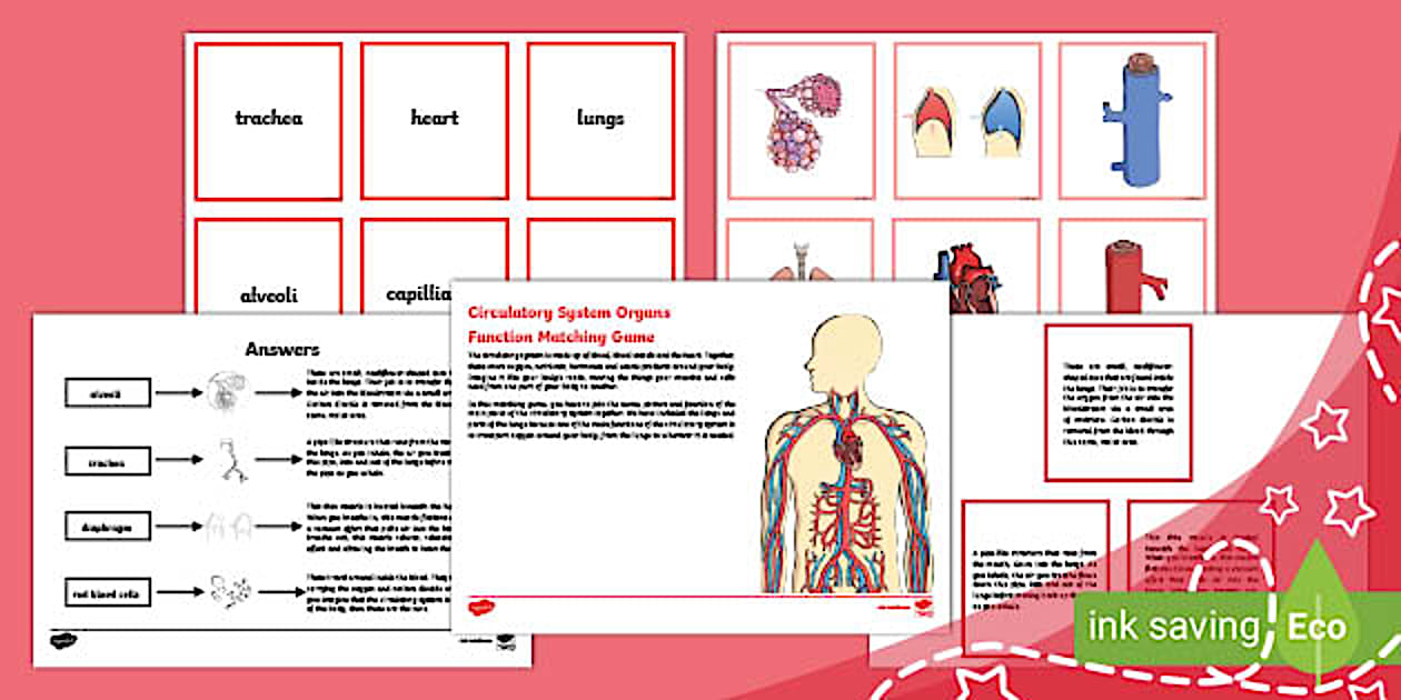 Editable Circulatory System Organs Function Matching Game (Ages 9 - 11)