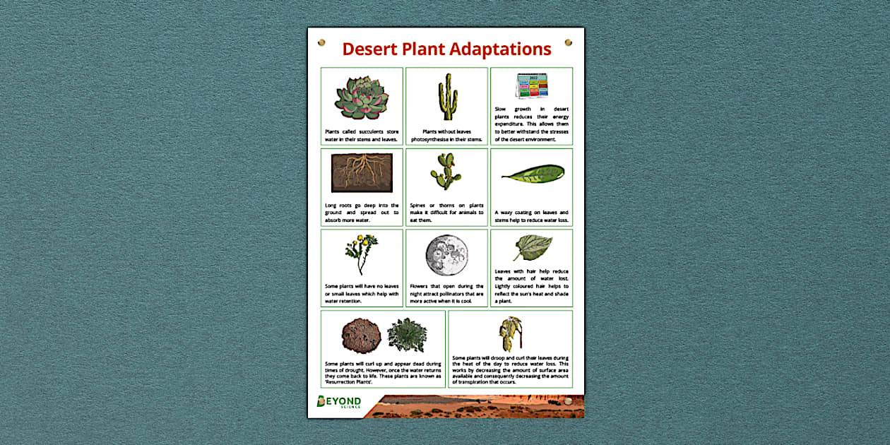 Desert Plant Adaptations Display Poster - Beyond Science