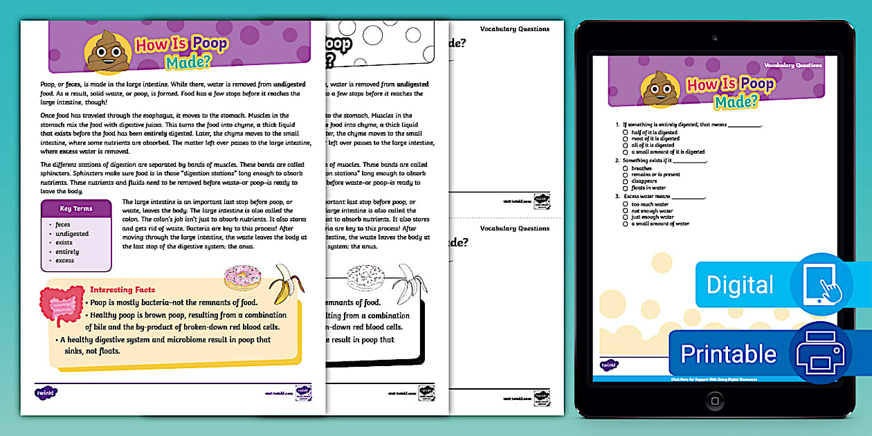 Fourth Grade How Is Poop Made? Fact File and Vocabulary Questions