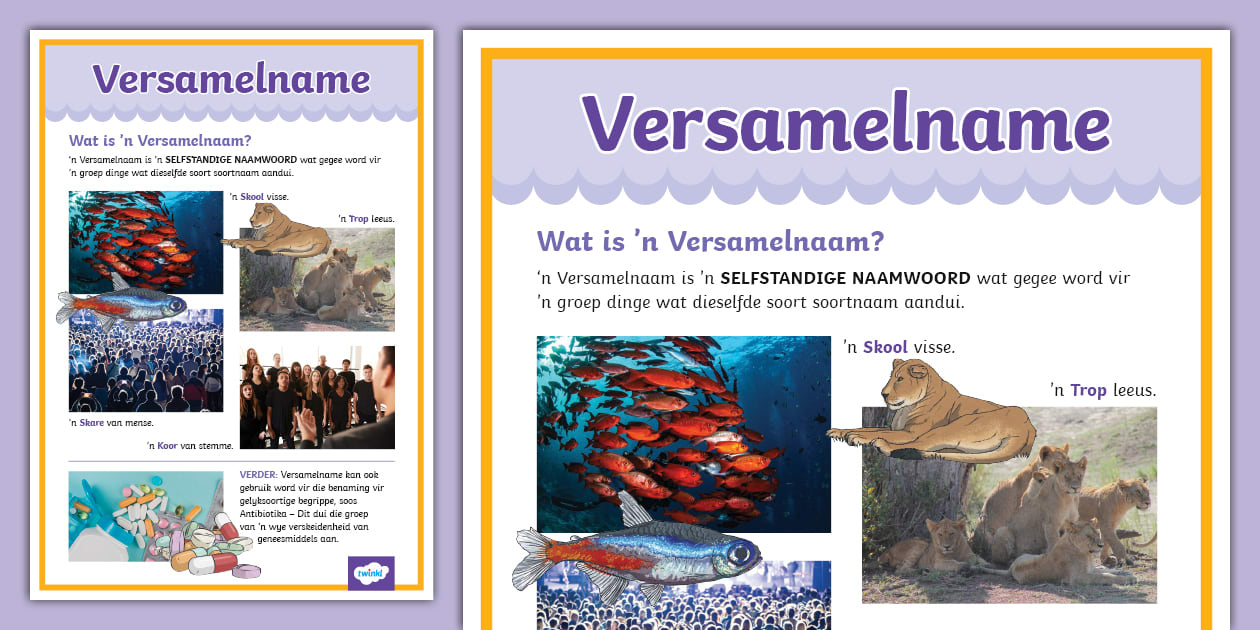 Versamelname Inligtingsplakkaat (teacher made) - Twinkl