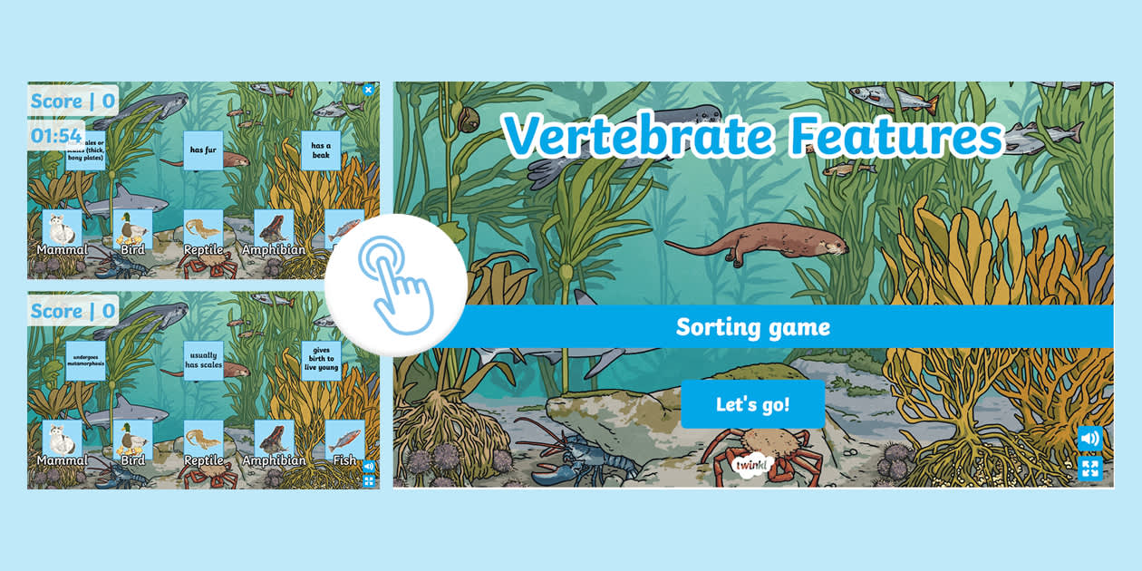 Vertebrate Features Sorting Game (teacher made) - Twinkl