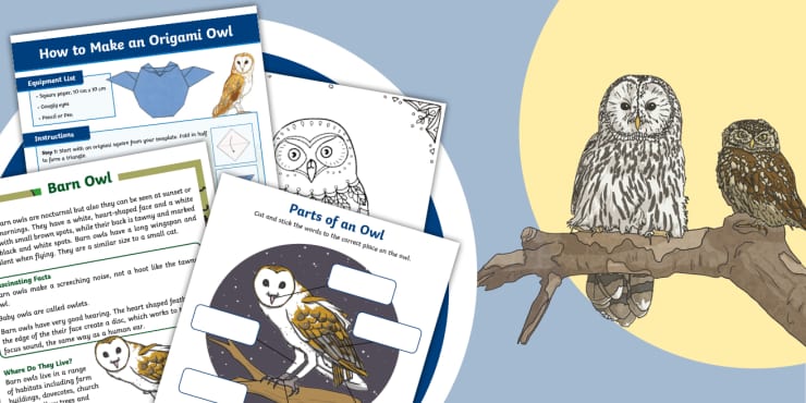 International Owl Awareness Day | 4th August | Twinkl