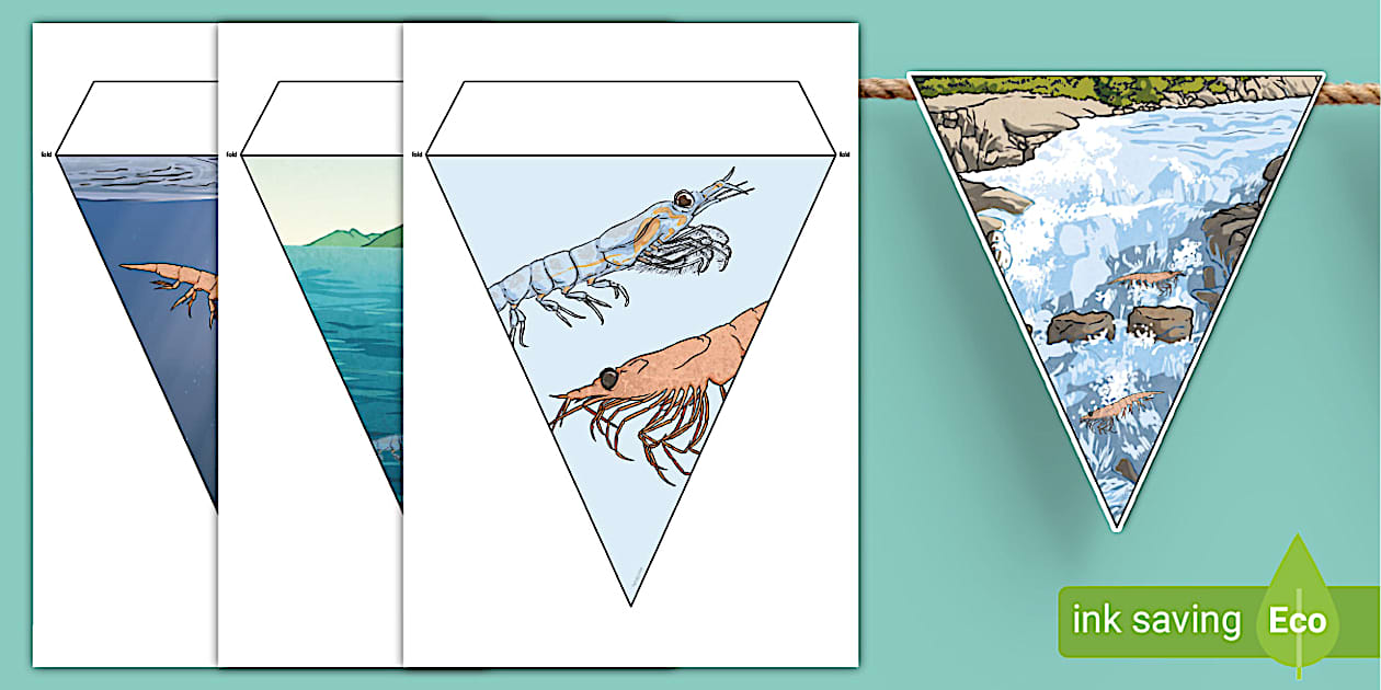 Shrimp Bunting | Habitat Themed Display Resources - Twinkl