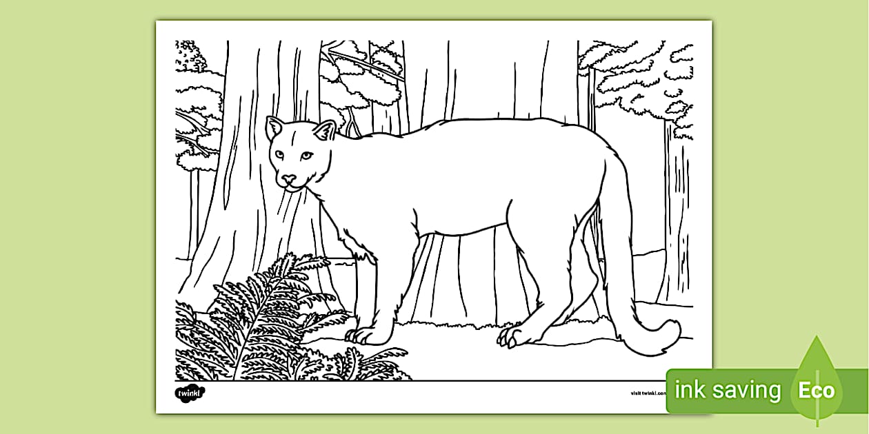 Puma Animal Colouring Sheet - Primary Resources - Twinkl