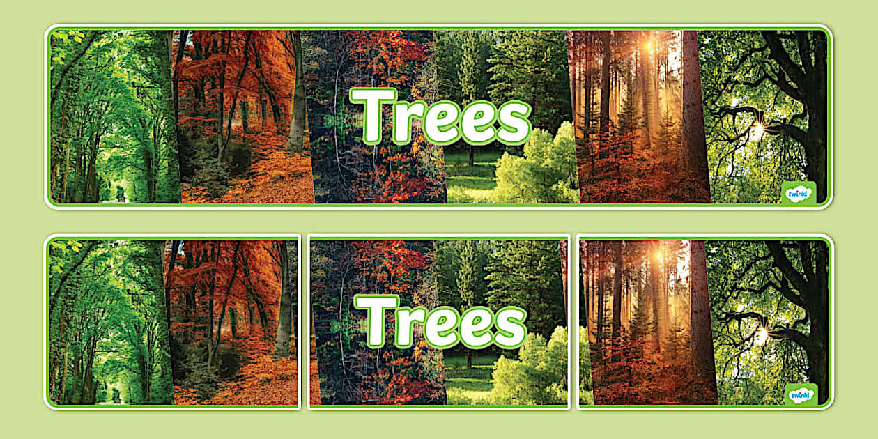 Trees Photo Display Banner (teacher made) - Twinkl