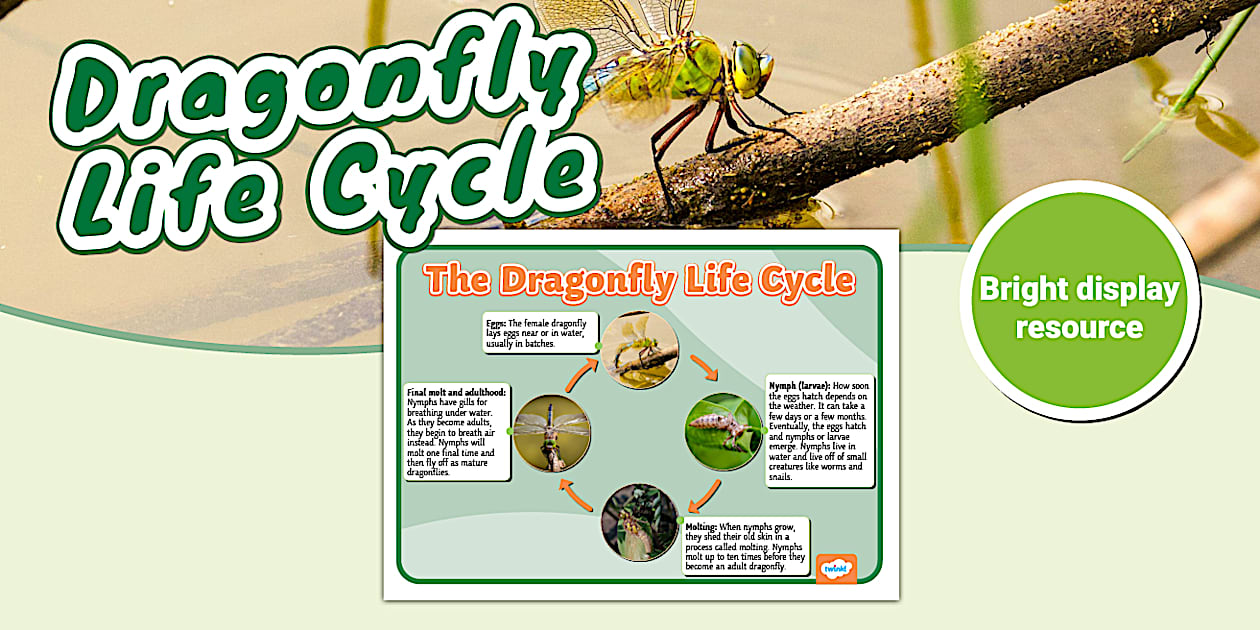 Dragonfly Life Cycle Poster