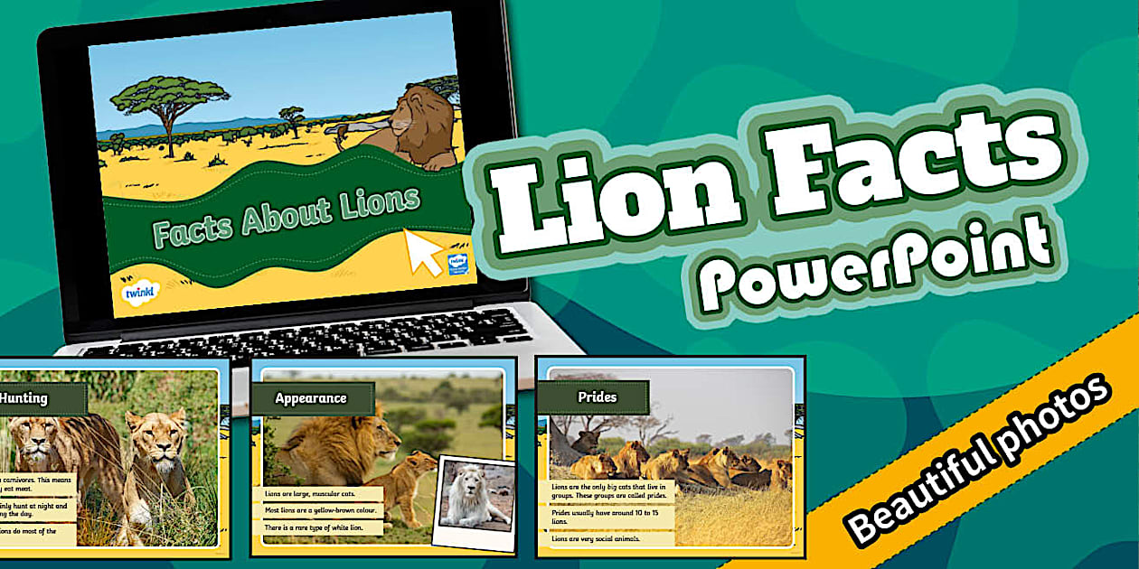 Facts About Lions PowerPoint - Twinkl - KS1