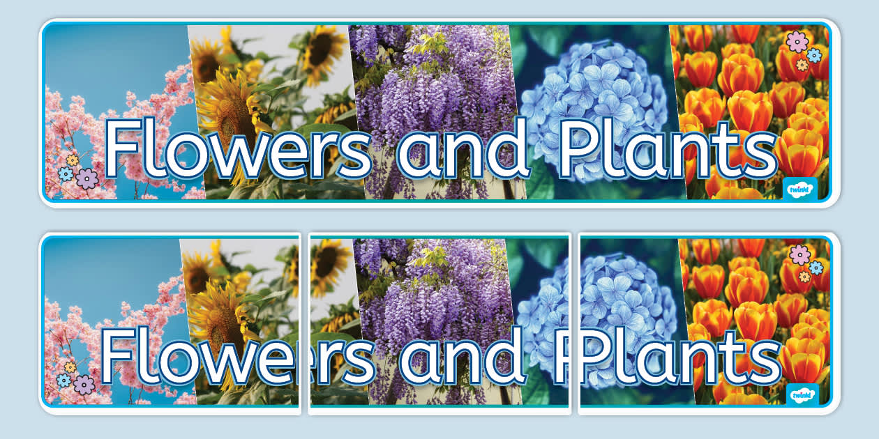 Flowers and Plants Photo Display Banner - Twinkl