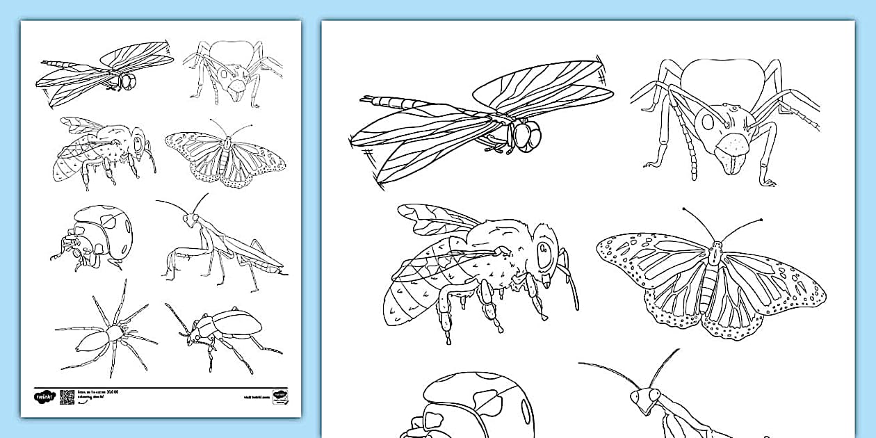 Colouring Page of Insects - Twinkl