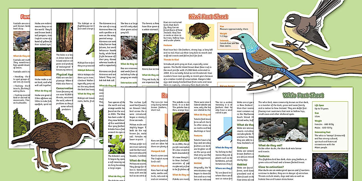 New Zealand Native Bird Fact Files (teacher made) - Twinkl